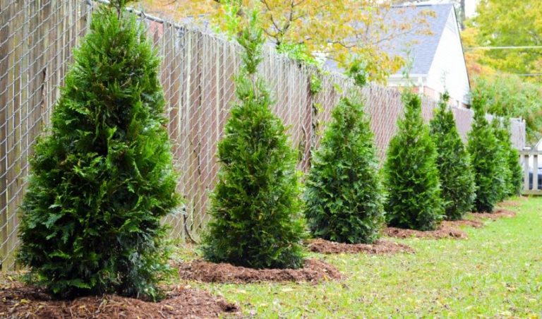 Como Plantar Tuia | Horta em Casa