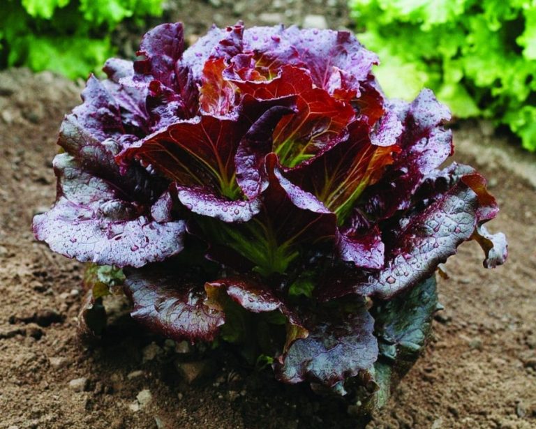 Como Plantar Alface Roxo | Horta em Casa