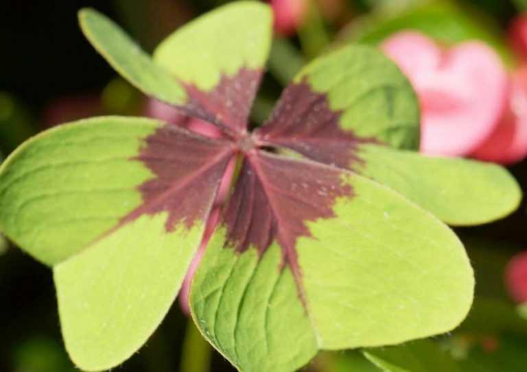 Como Plantar Trevo da Sorte | Horta em Casa