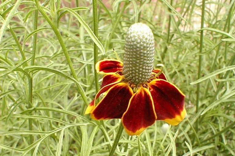 Como Plantar Chapéu mexicano | Horta em Casa
