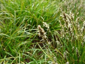 Como Plantar Foothill Sedge | Horta em Casa