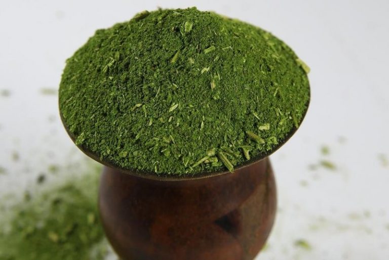 Como Plantar Erva Mate | Horta em Casa