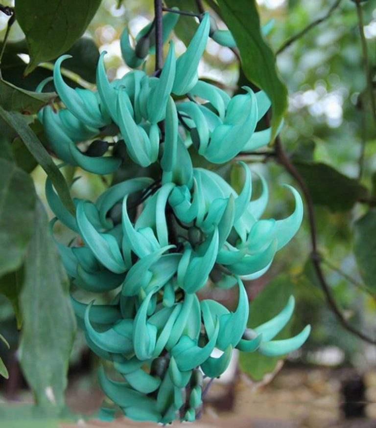 Como Plantar Jade Azul | Horta em Casa