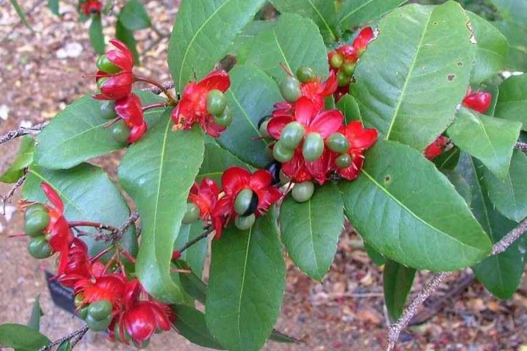 Como Plantar Ócna | Horta em Casa