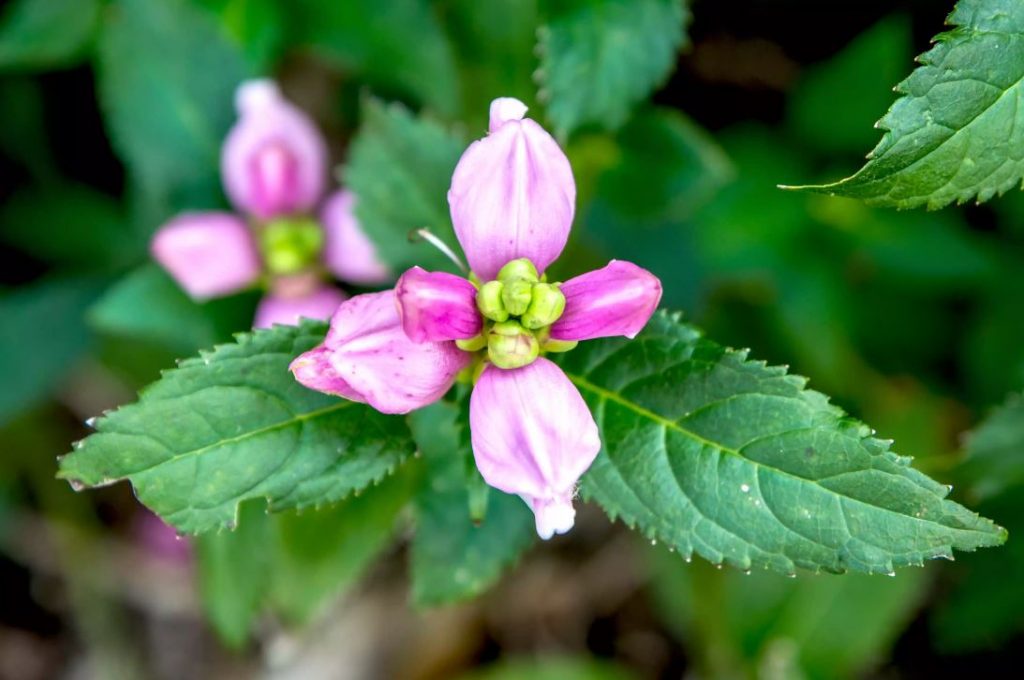 Como Plantar Discorea | Horta em Casa