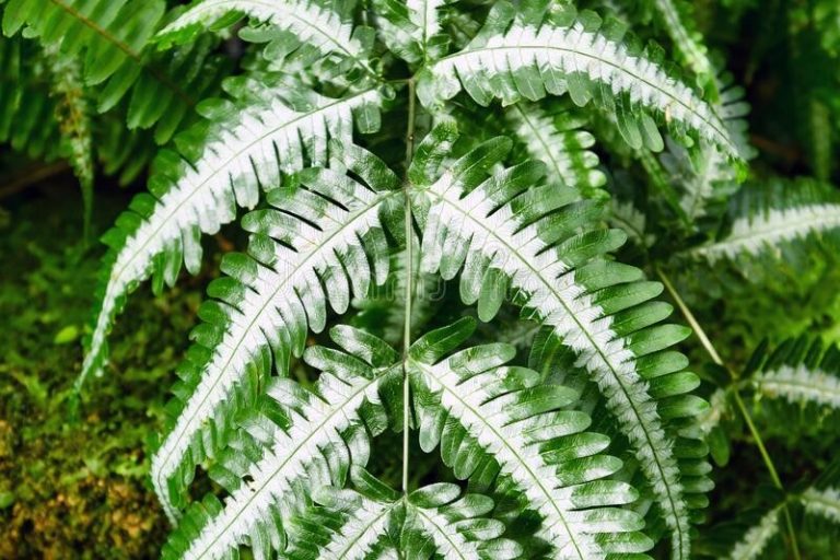 Como Plantar Samambaia Prata | Horta em Casa