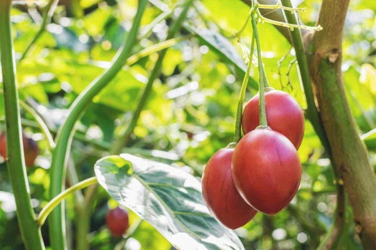 Como Plantar Tamarilho | Horta em Casa